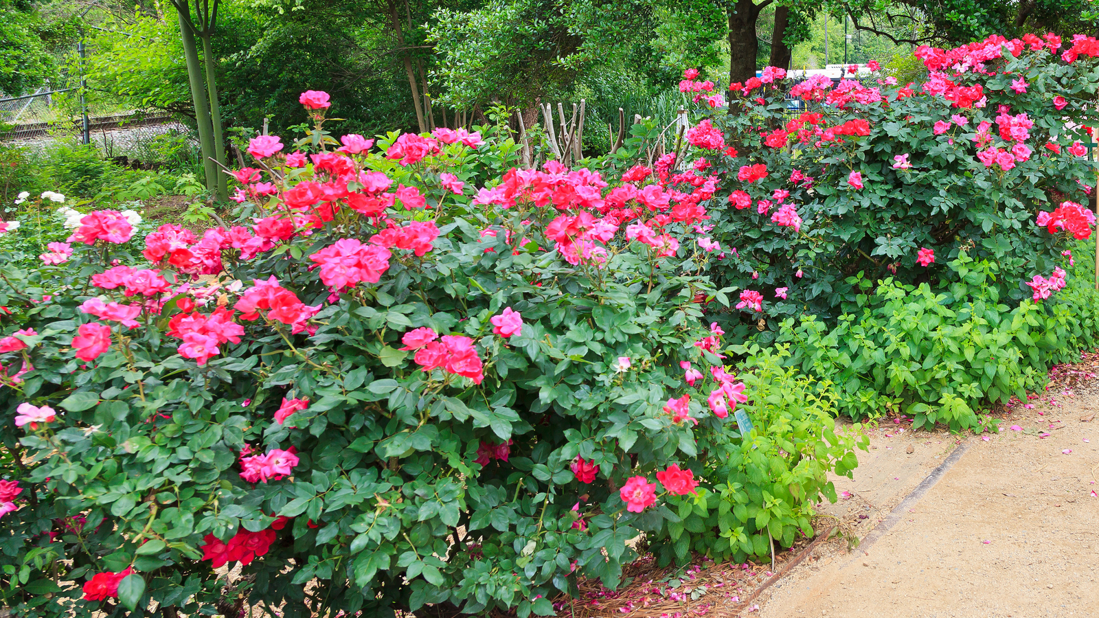 6 Perennial Companion Plants for Roses