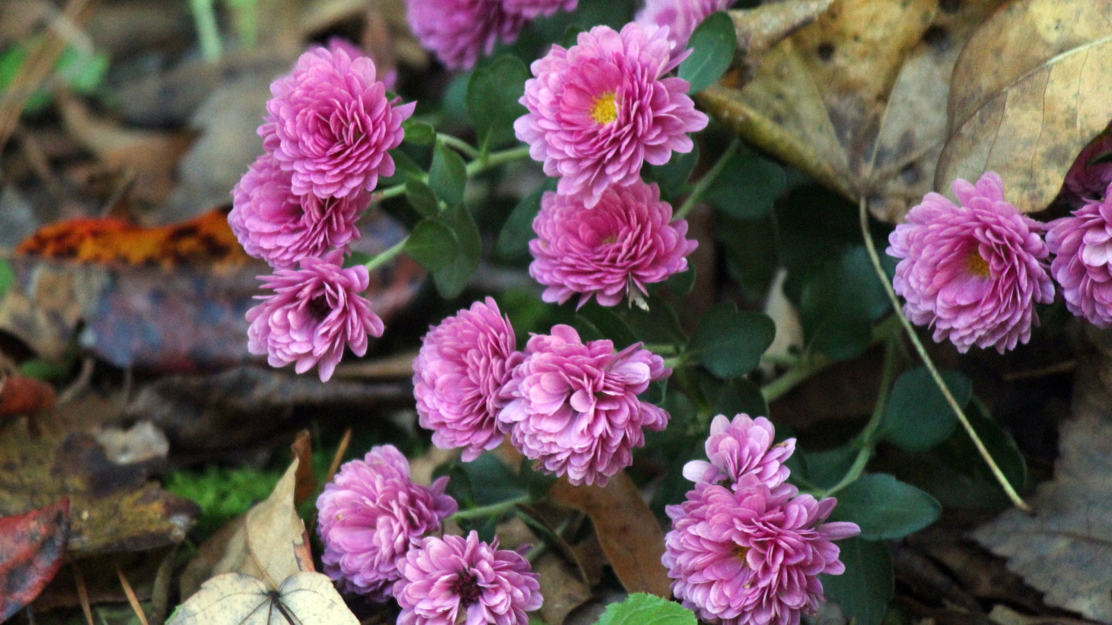 The 6 Most Beautiful Perennials That Bloom in Fall