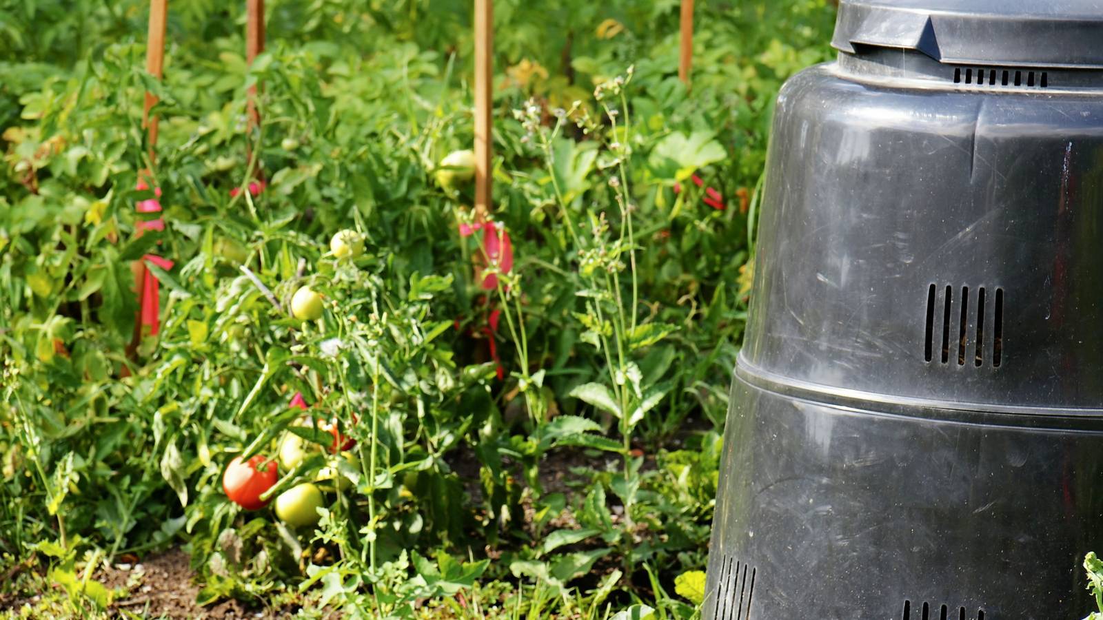 Can You Compost Tomato Plants?