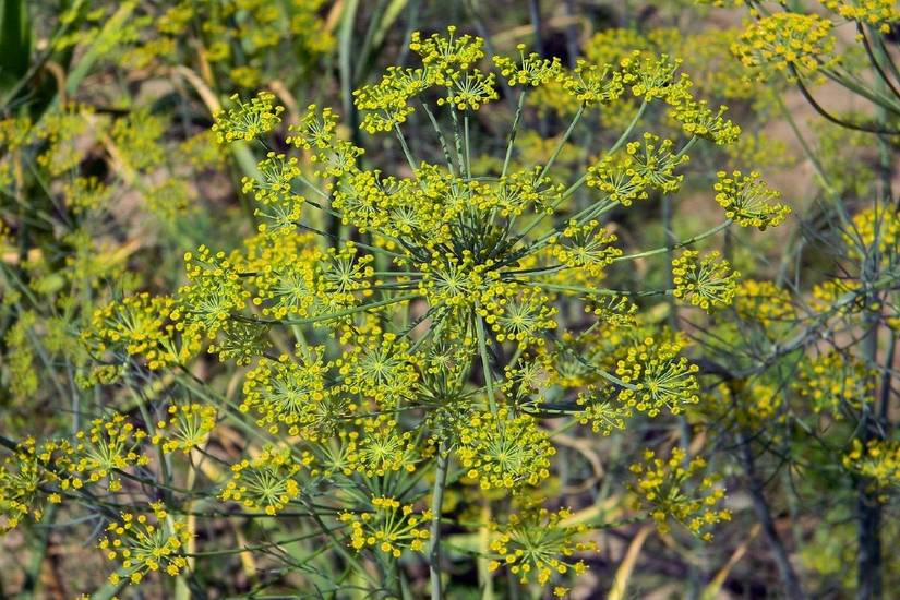 How to Grow Dill