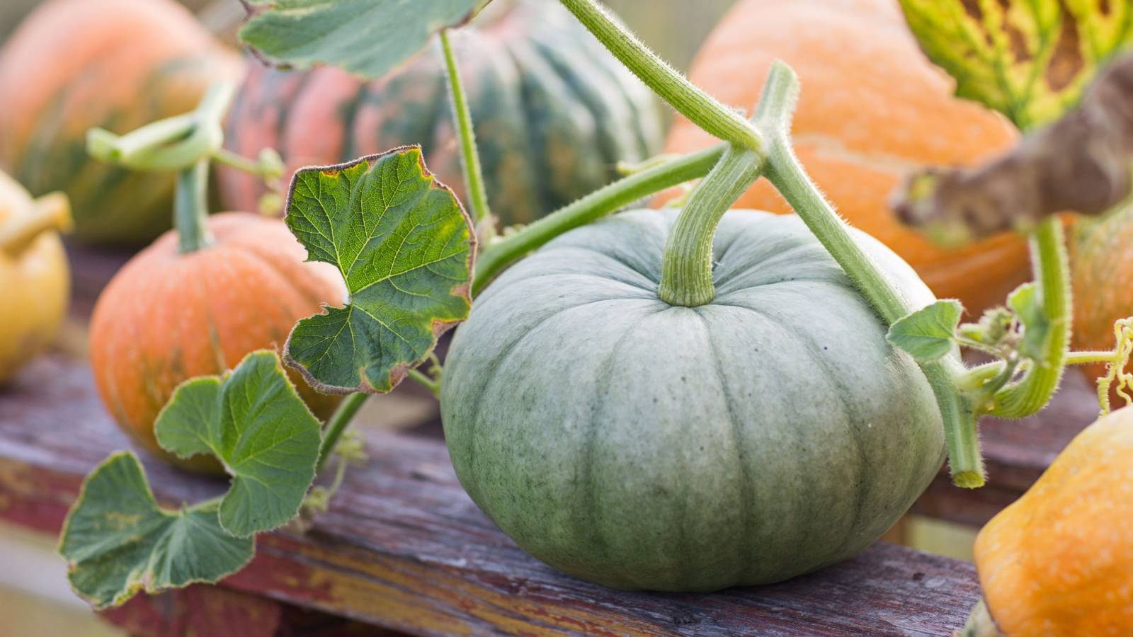When and How to Harvest Pumpkins