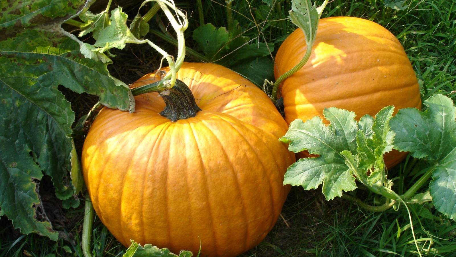 How Many Pumpkins Per Plant?