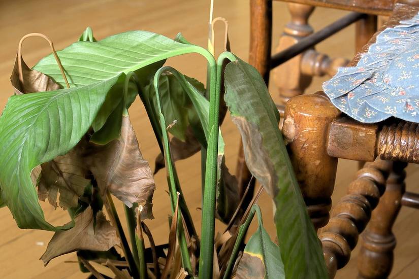 peace lily leaf issues
