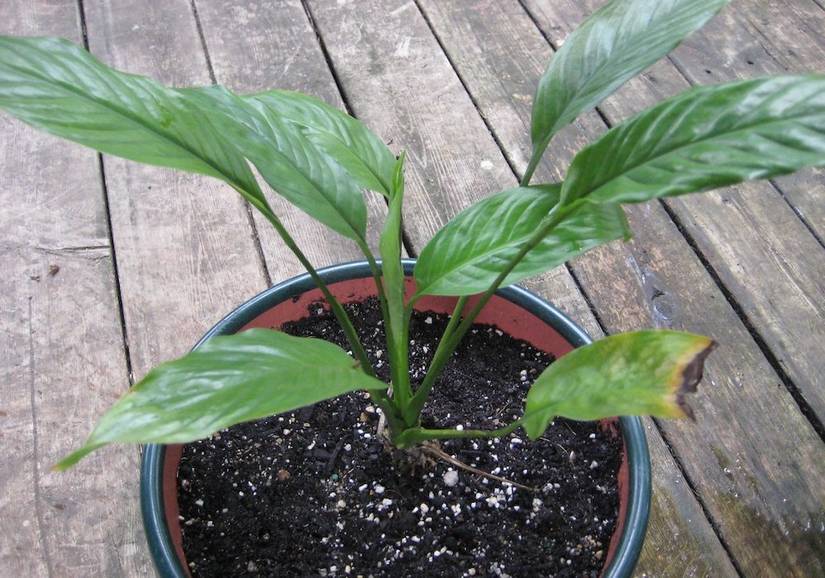 peace lily leaf issues