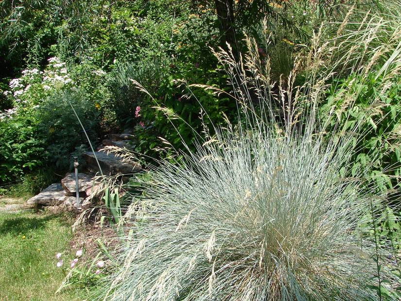 8 Perennial Ornamental Grasses That Come Back Each Year