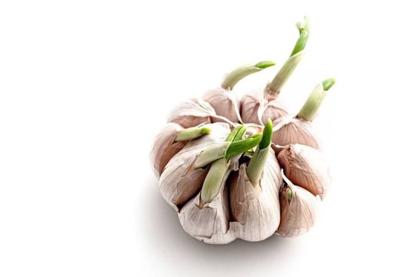 5 Tips for Growing Garlic
