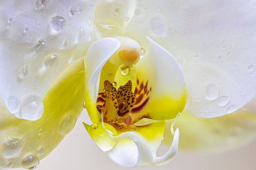The Correct Way to Water Orchids For Healthy Blooms