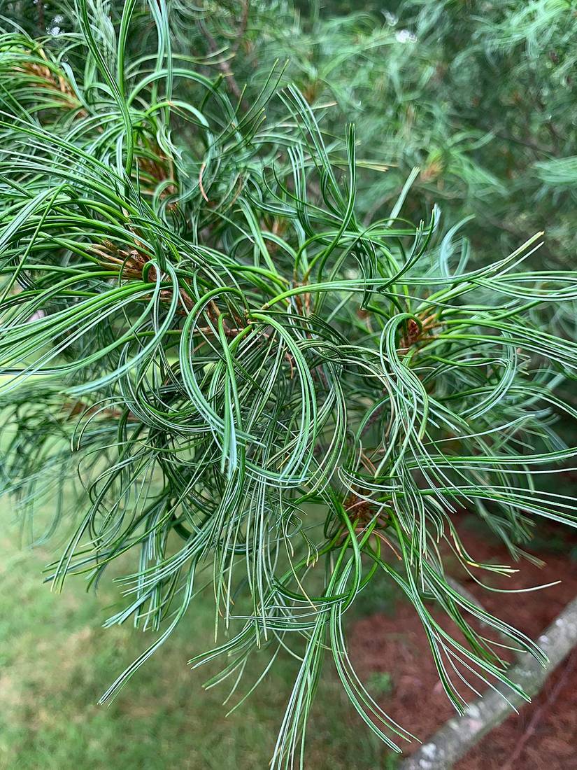 decorative landscape pine trees