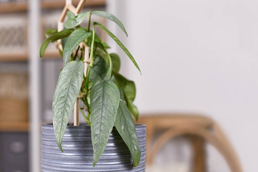 8 Popular Pothos Varieties To Grow