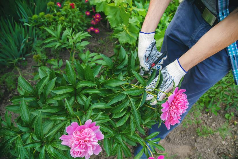 Should You Cut Back Peonies in the Fall?