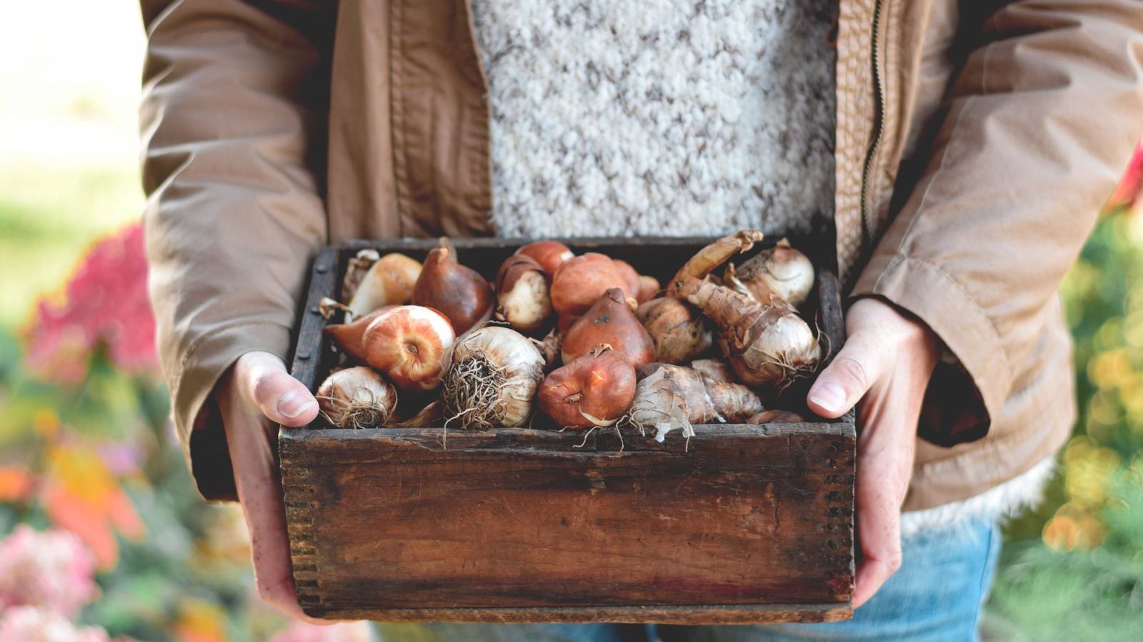 How To Store Bulbs For The Winter