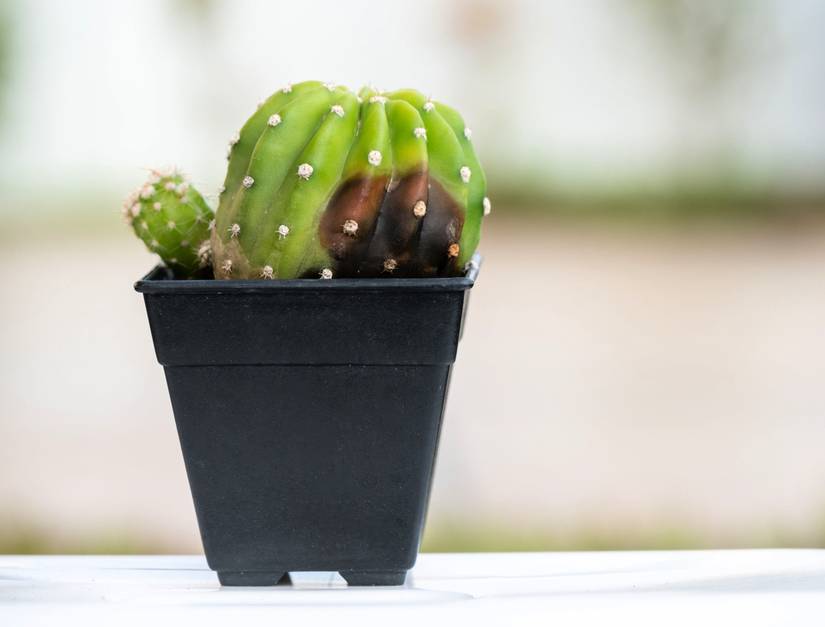 Why Your Cactus Is Turning Yellow