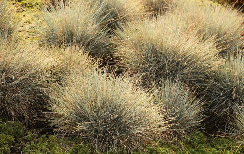 8 Perennial Ornamental Grasses That Come Back Each Year