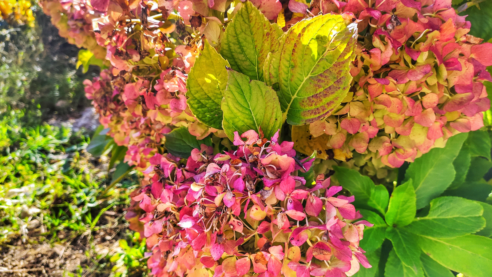 3 Reasons You Should Plant Hydrangeas in the Fall