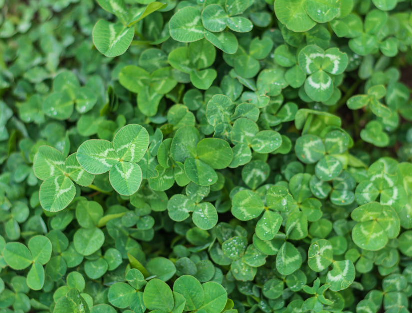Why You Should Plant a Clover Lawn