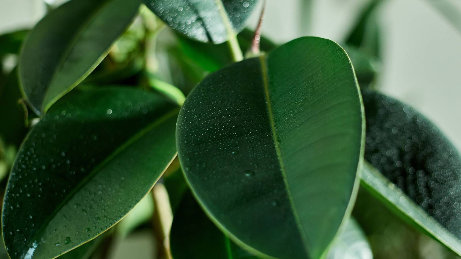 6 Best Rubber Tree Varieties To Grow Indoors or Out