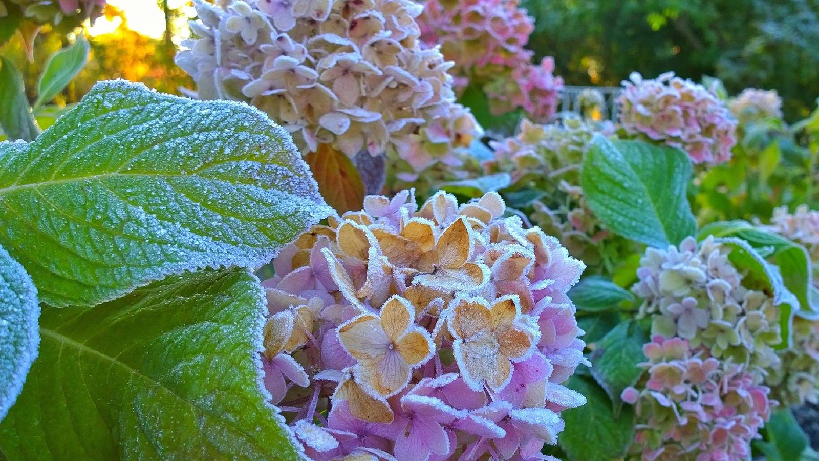 How To Care for Hydrangeas in Winter