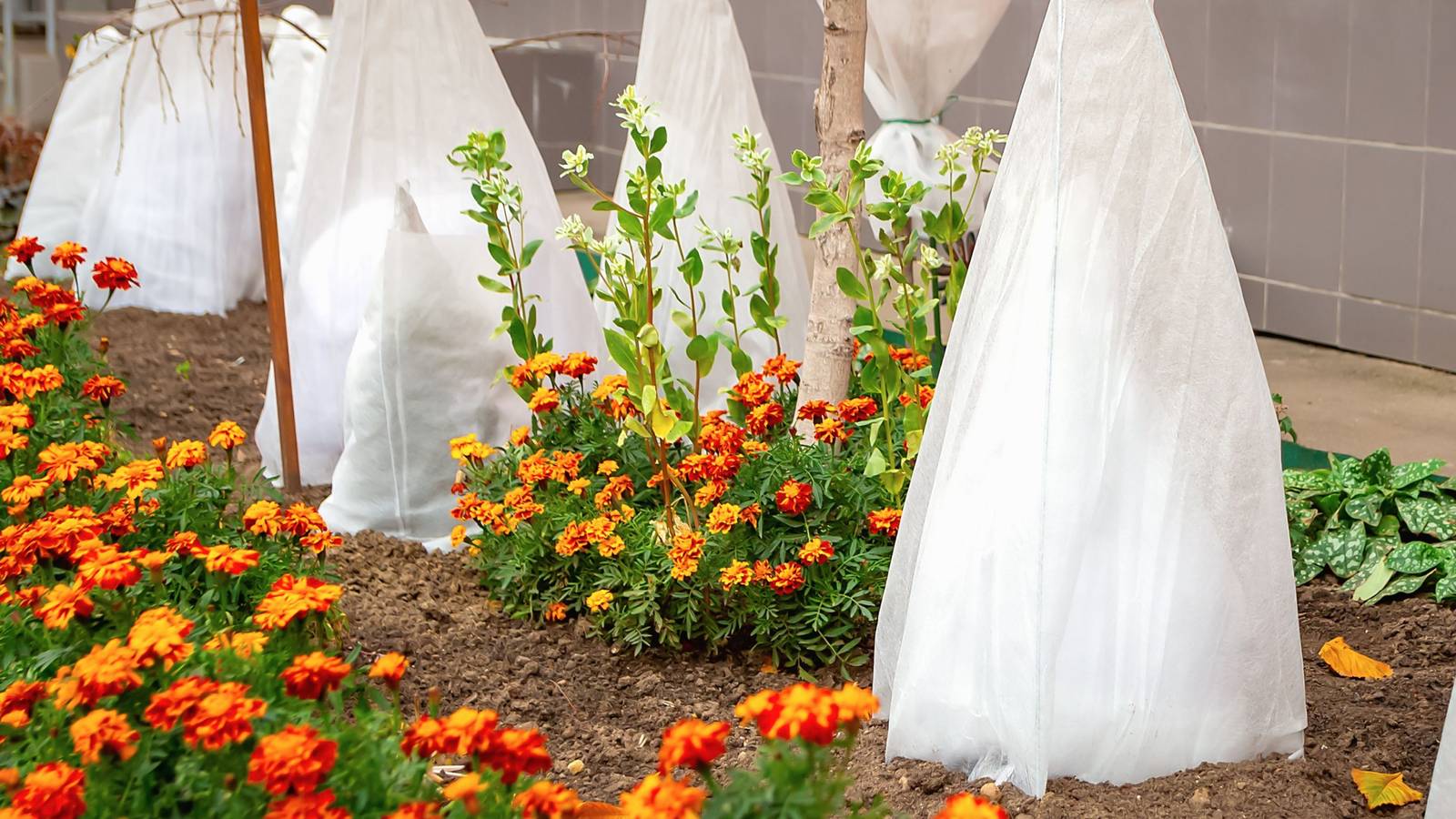 How To Protect Fruit Trees From Frost