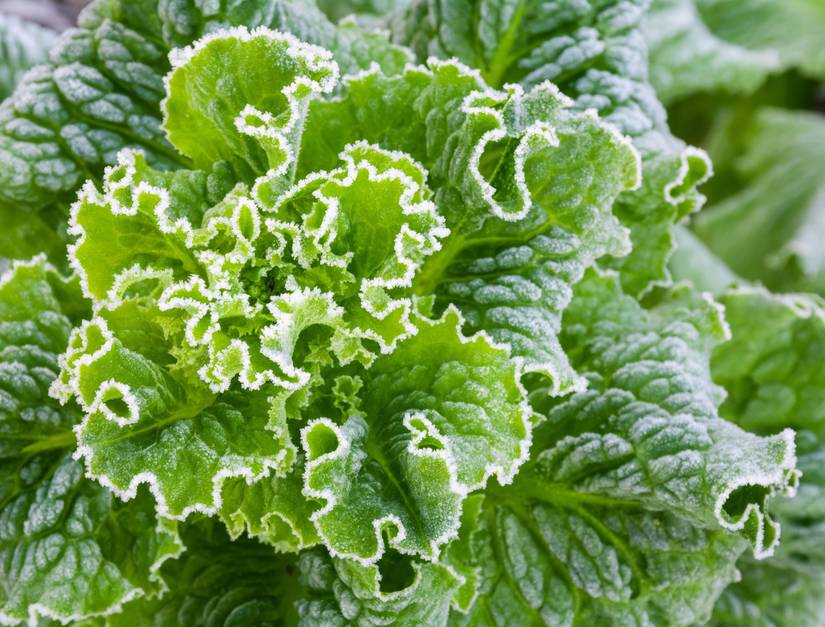 7 Tips for Growing Lettuce From Seed