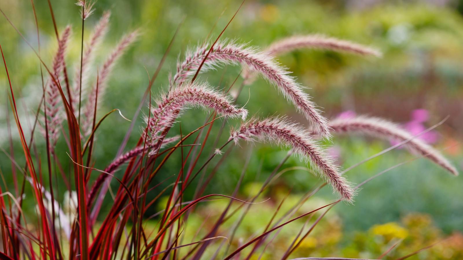 8 Perennial Ornamental Grasses That Come Back Each Year