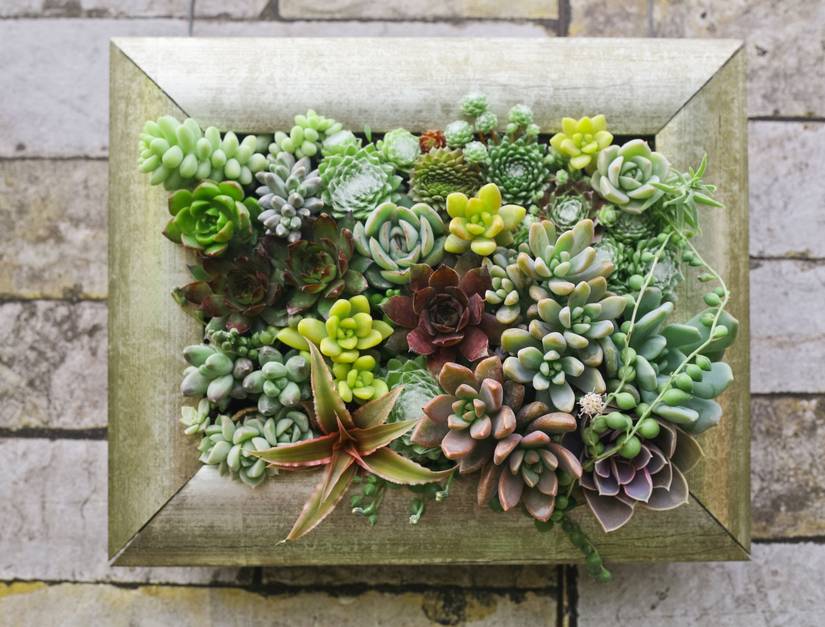 10 Creative Ways To Display Succulents