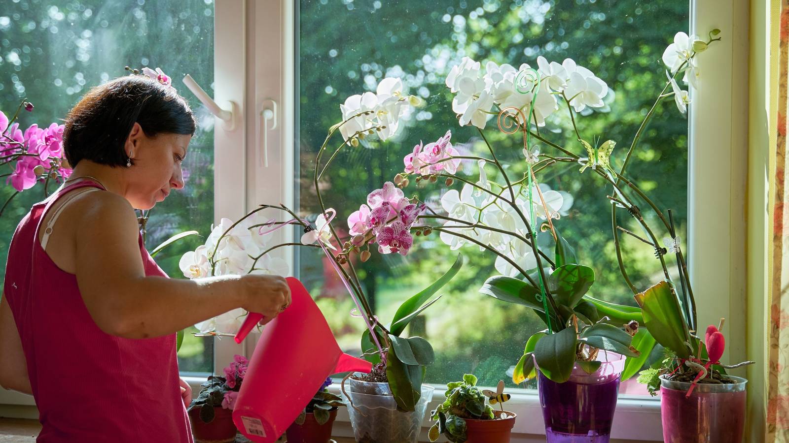The Correct Way to Water Orchids For Healthy Blooms