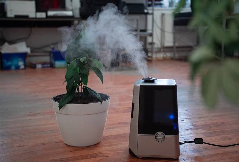 How To Increase Houseplant Humidity with a Pebble Tray