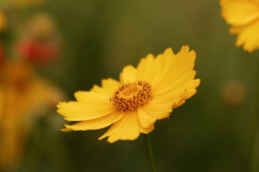 7 Stunning Yellow Perennials for Your Garden