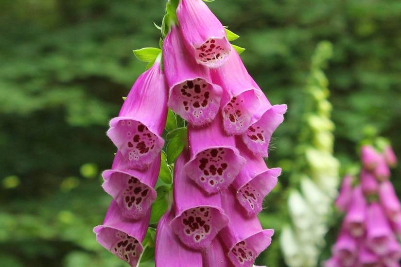 8 Poisonous Flowers to Watch for in Your Garden