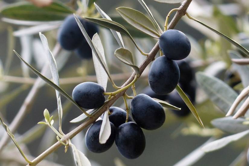 How to Grow Olive Trees Indoors