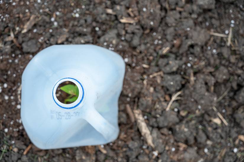 6 Ways to Reuse Milk Jugs in Your Garden