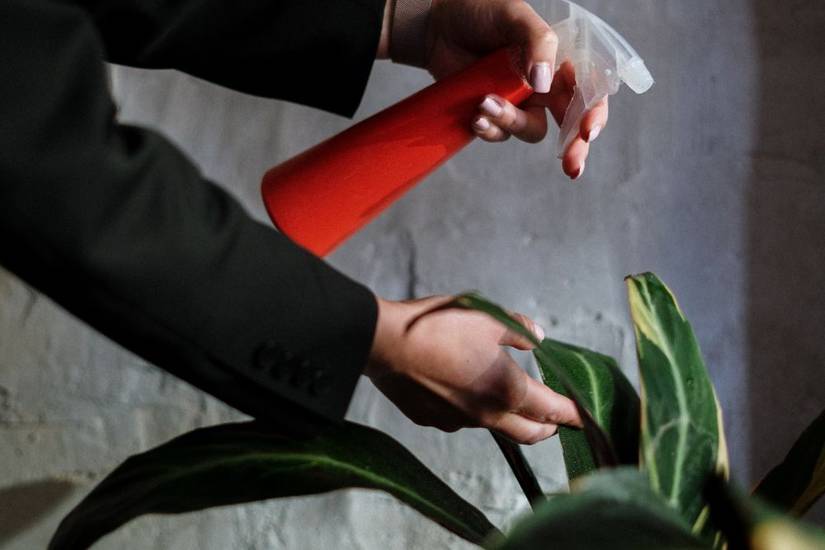 How to Properly Mist Your Plants
