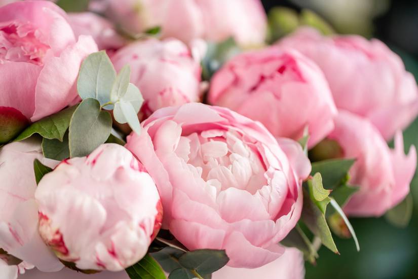 When to Fertilize Peonies for the Best Blooms