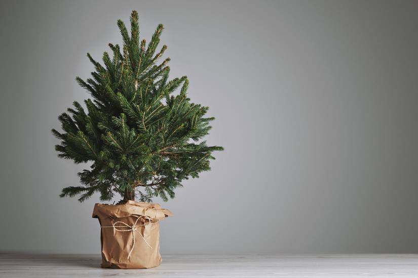 6 Creative Things To Do With Your Old Christmas Tree