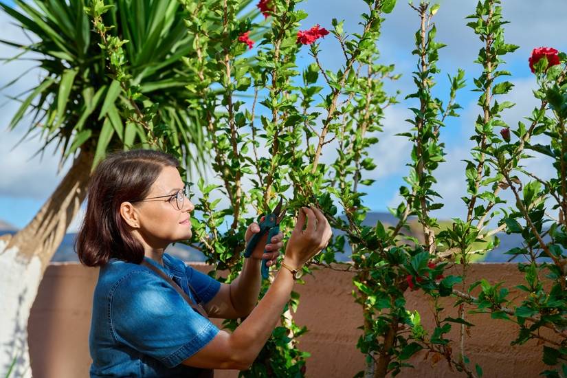 How To Winterize Your Hibiscus Plants