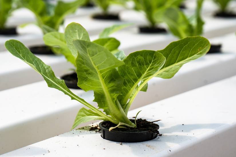Lettuce Prices Spike: Grow Your Own Indoors Year Round
