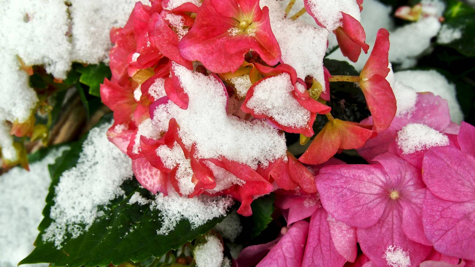 6 Tips to Caring for Your Hydrangeas in Winter