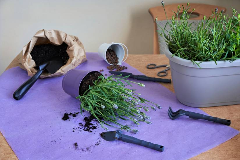 How To Revive Your Dying Lavender Plant