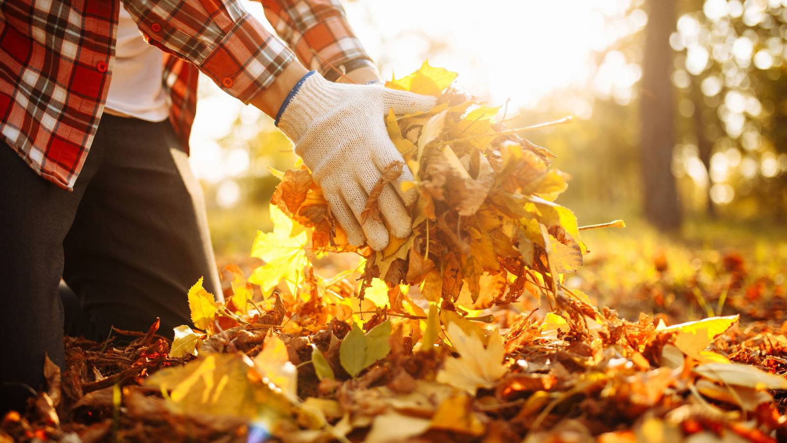 5 Ways To Use Fall Leaves in Your Garden