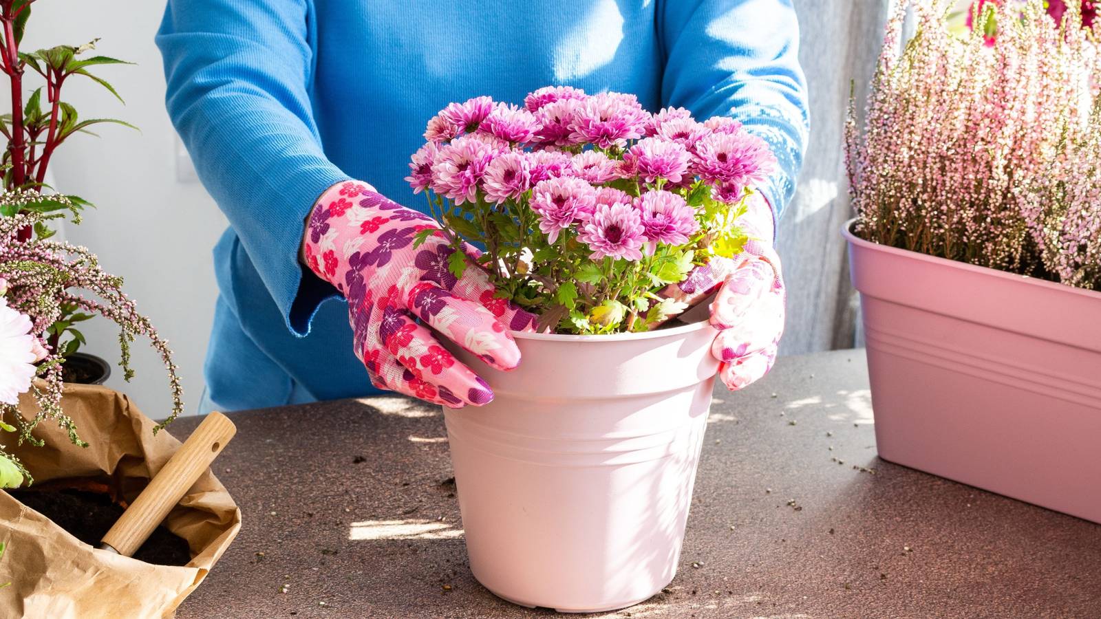 How to Care for Mums