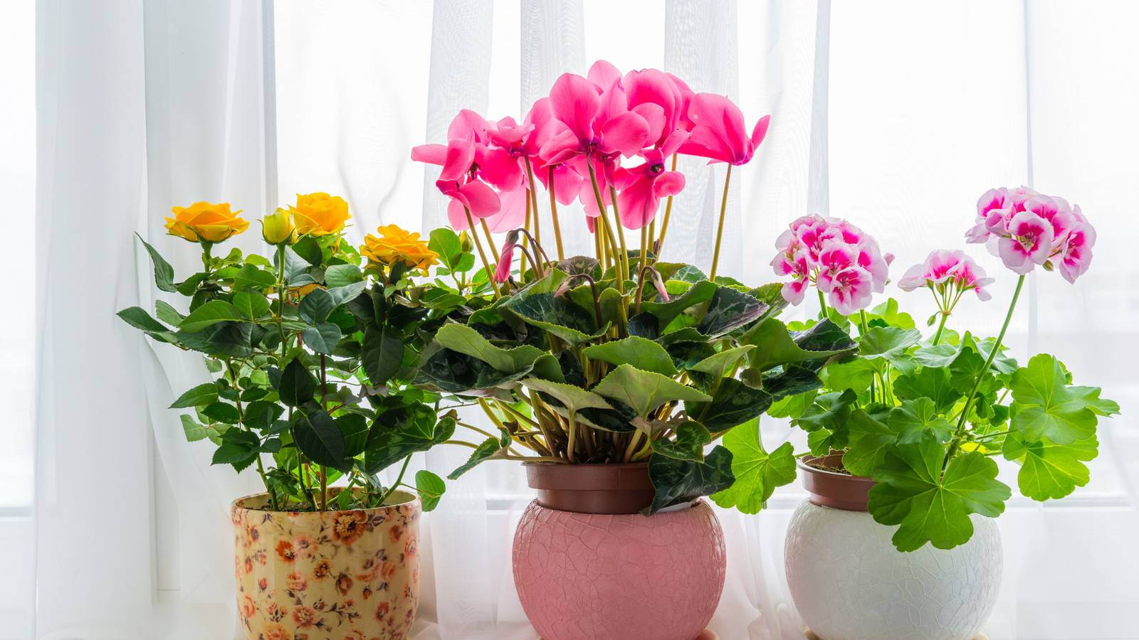8 Pretty Indoor Flowering Plants You Must Have