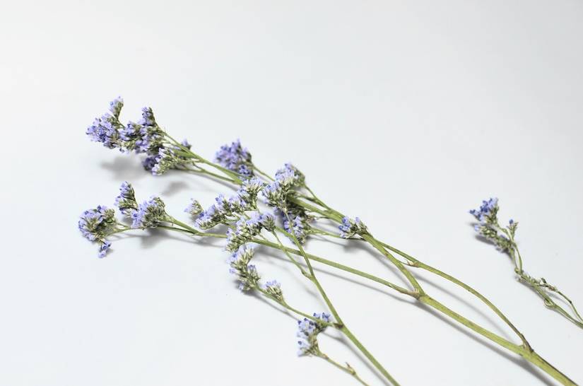 6 Reasons You Should Grow Lavender Indoors