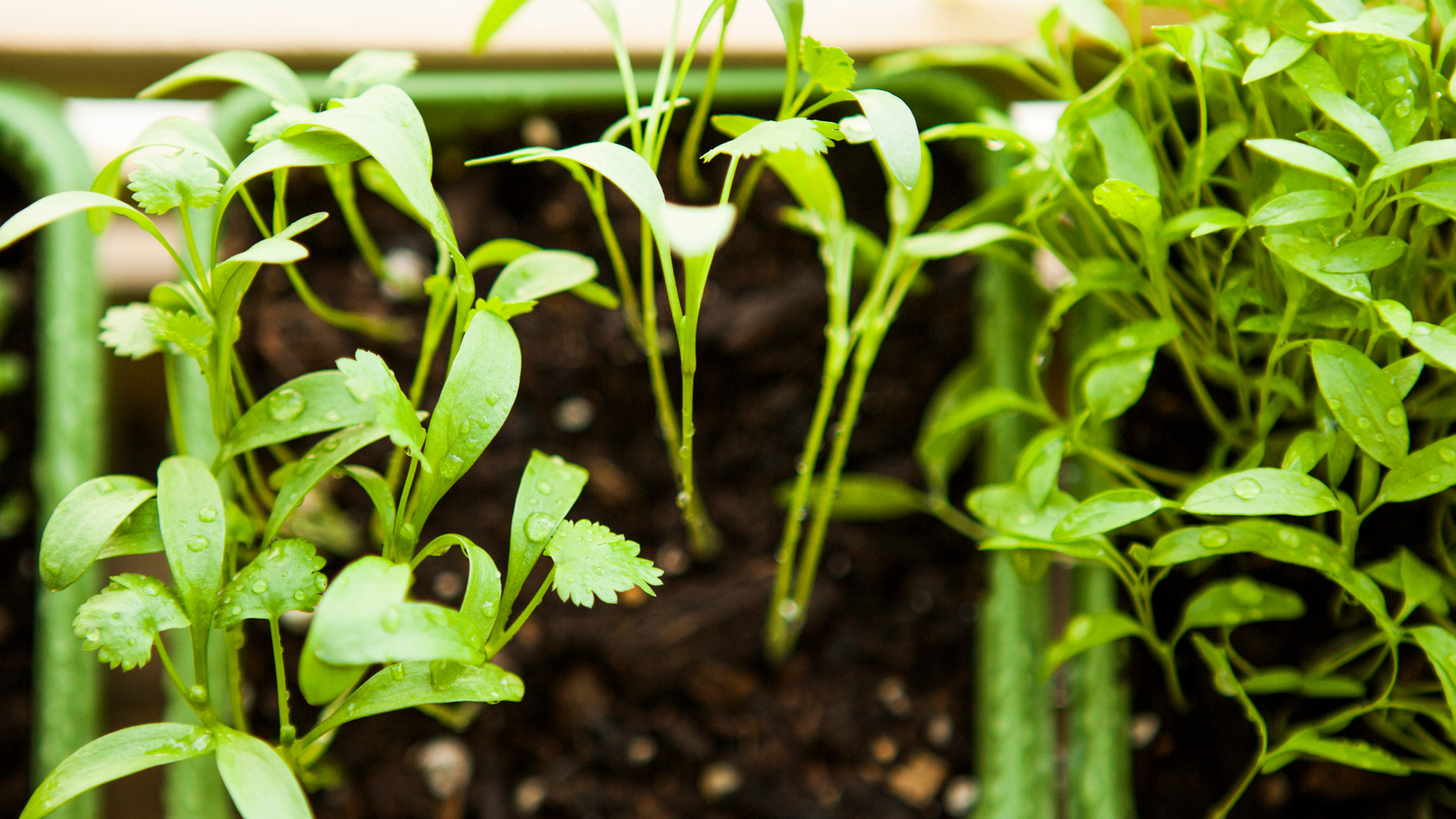 How to Grow Cilantro Indoors
