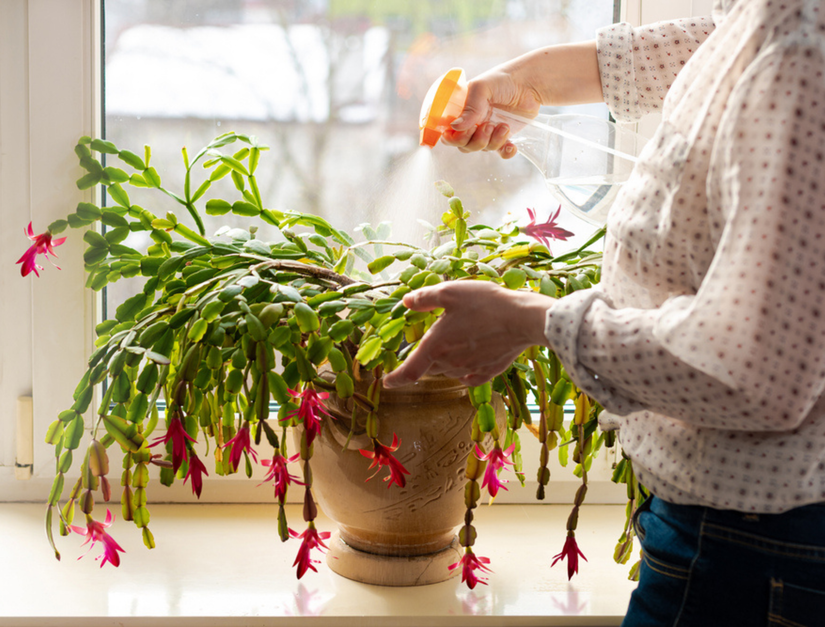 5 Common Problems With Your Christmas Cactus