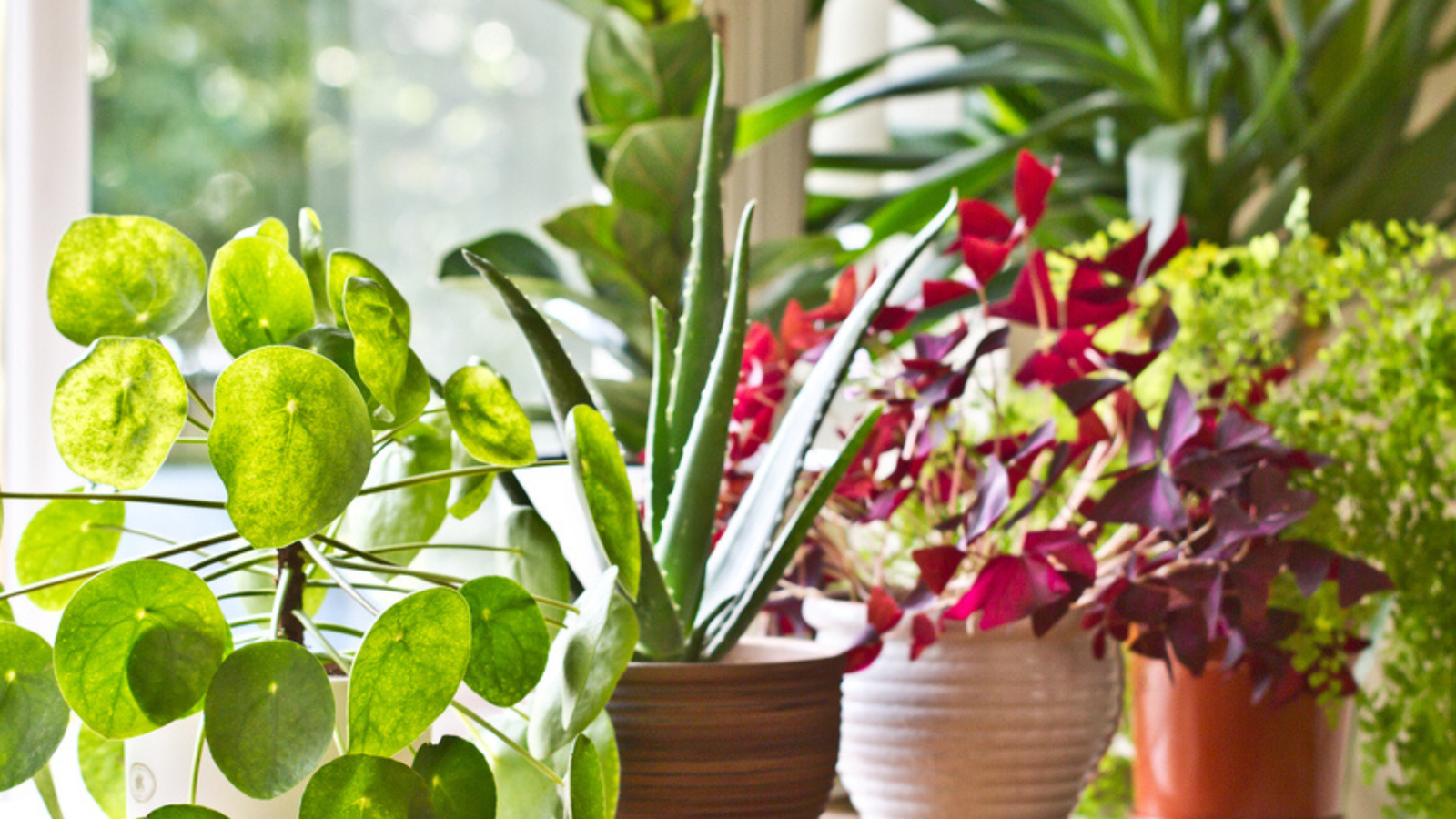 4 Charming Houseplant Combination Ideas