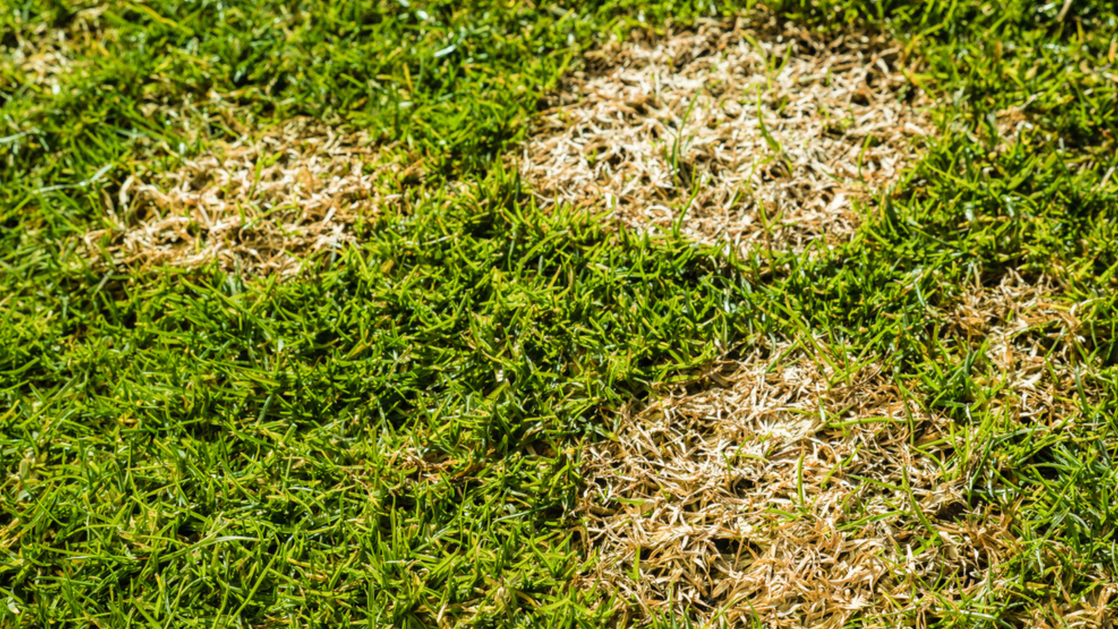 How to Prevent Snow Mold in Your Lawn