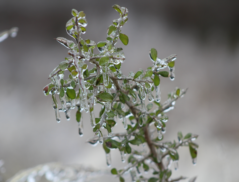 How to Revive Plants From Cold Damage