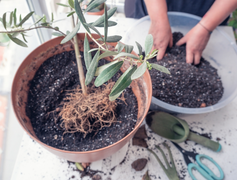 How to Grow Olive Trees Indoors
