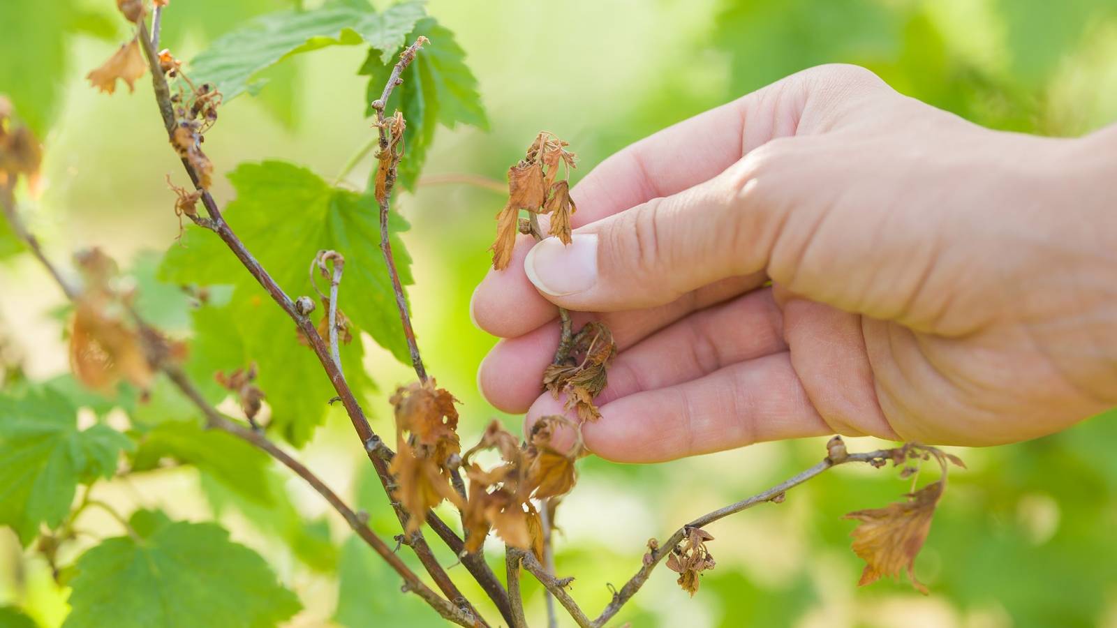 10 Signs Your Plants Are Too Cold