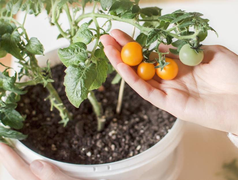 How To Grow Tomatoes From Seed